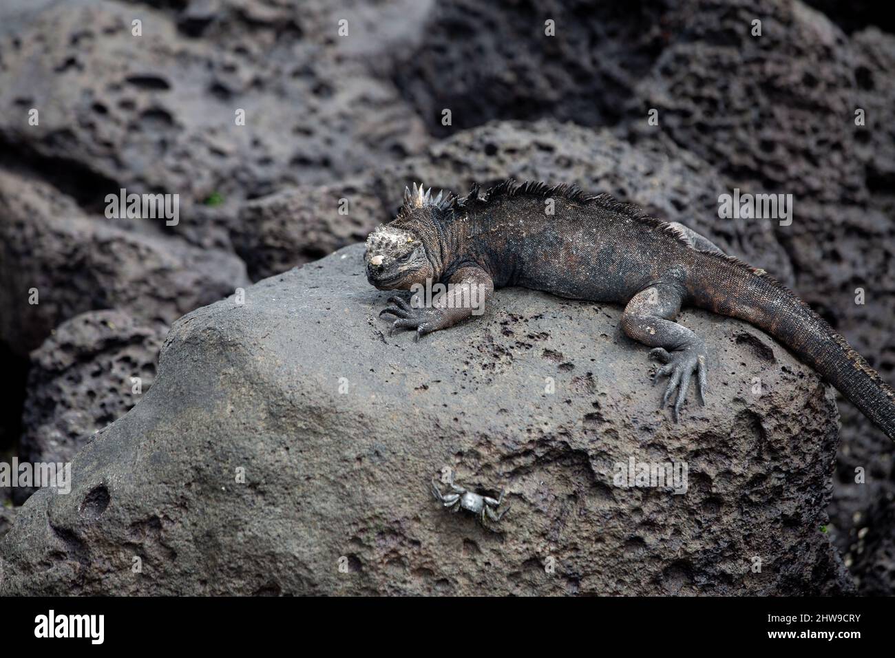Galapagos Marine Iguana sitting on volcanic rock on Isabela Island ...