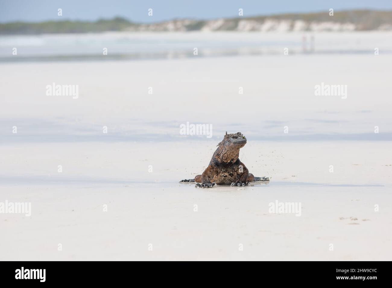 Galapagos Marine Iguana walks on white sand beach on Isabela Island ...