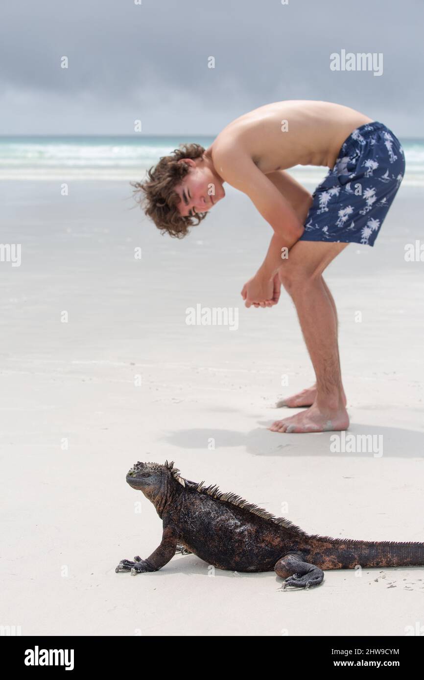 Male teen bends over to view Galapagos Marine Iguana on white sand ...