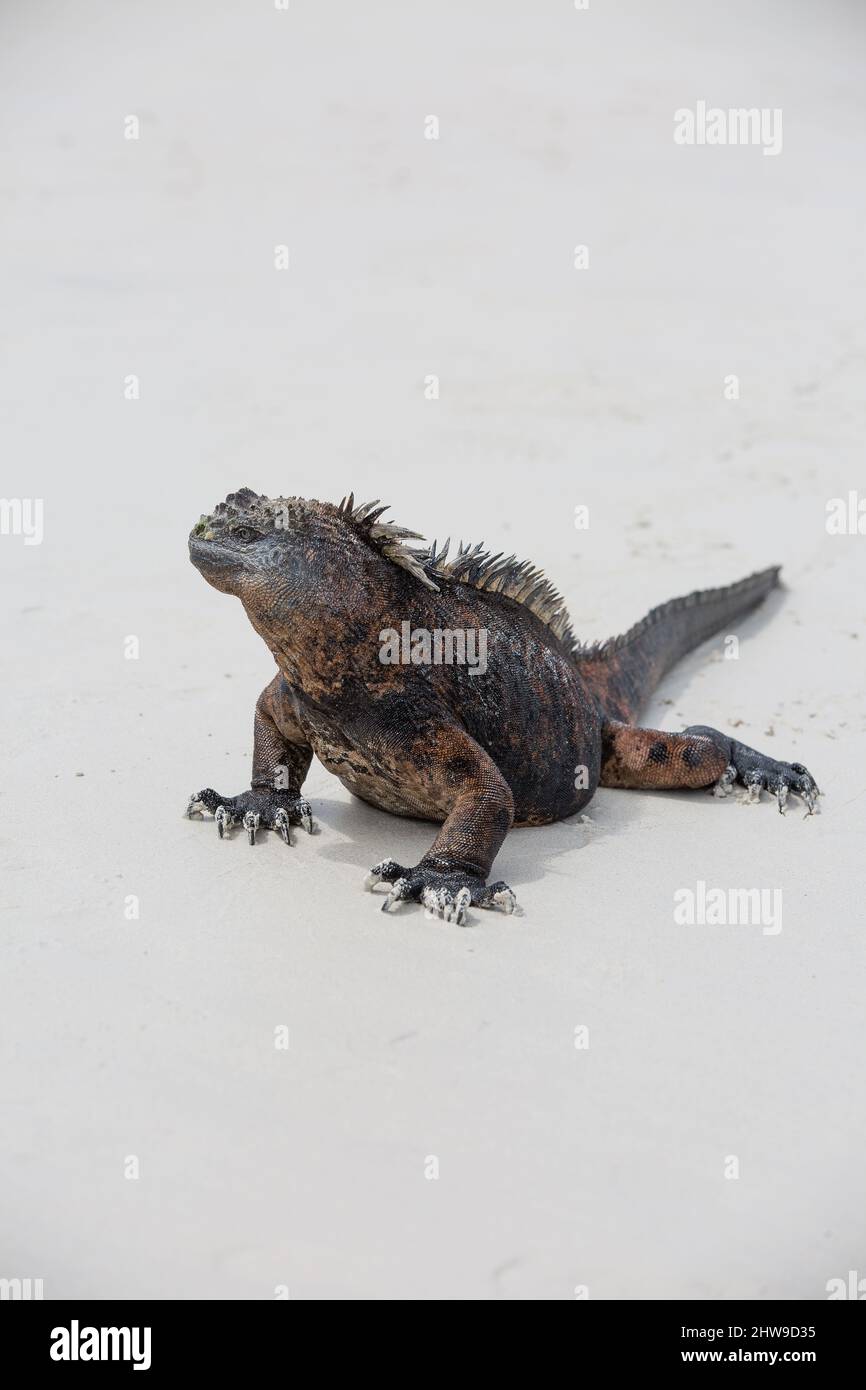 Close up vertical / portrait of Galapagos marine iguana on white sand ...
