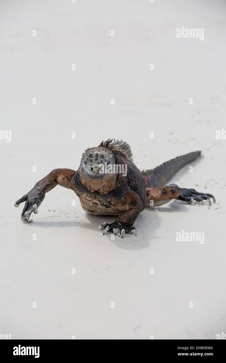 Close up vertical / portrait of Galapagos marine iguana on white sand ...