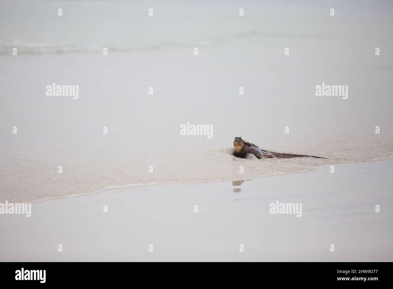 Galapagos Marine Iguana walks on white sand beach on Isabela Island ...