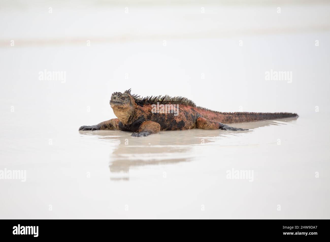 Galapagos Marine Iguana walks on white sand beach on Isabela Island ...