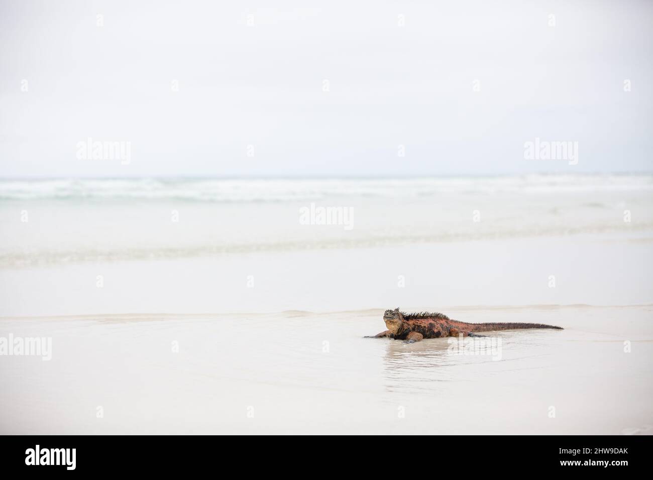 Galapagos Marine Iguana walks on white sand beach on Isabela Island ...