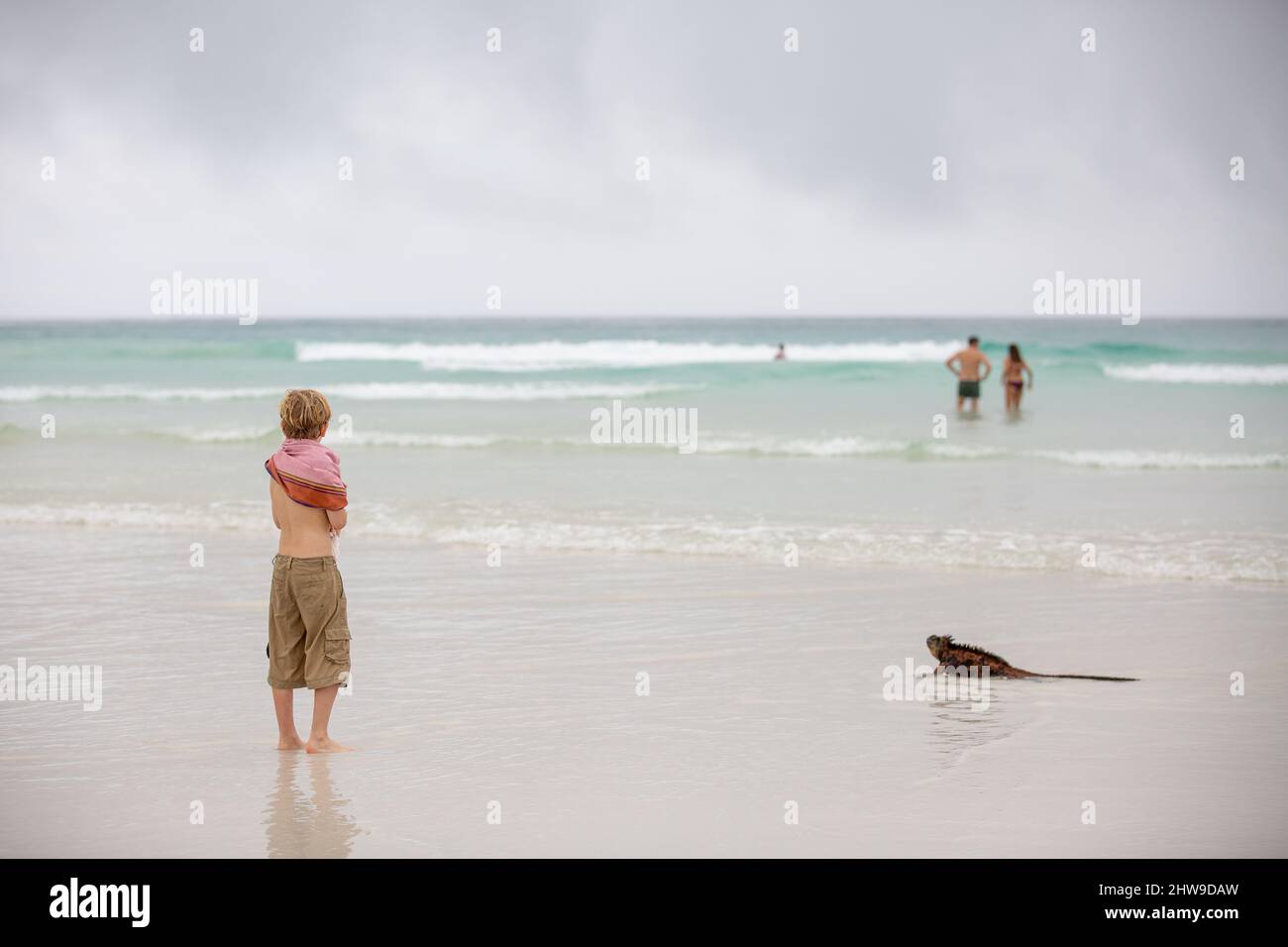 Galapagos Marine Iguana passes swimming tourists on white sand beach on ...