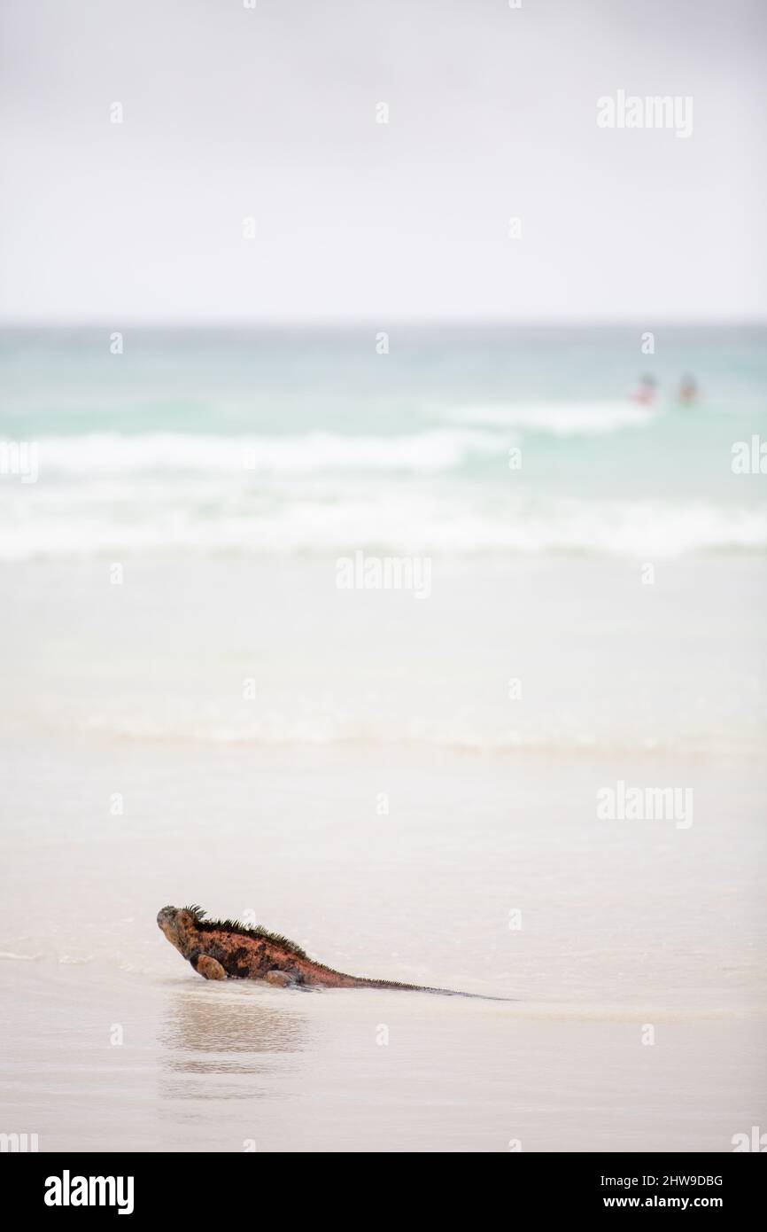 Galapagos Marine Iguana walks on white sand beach on Isabela Island ...