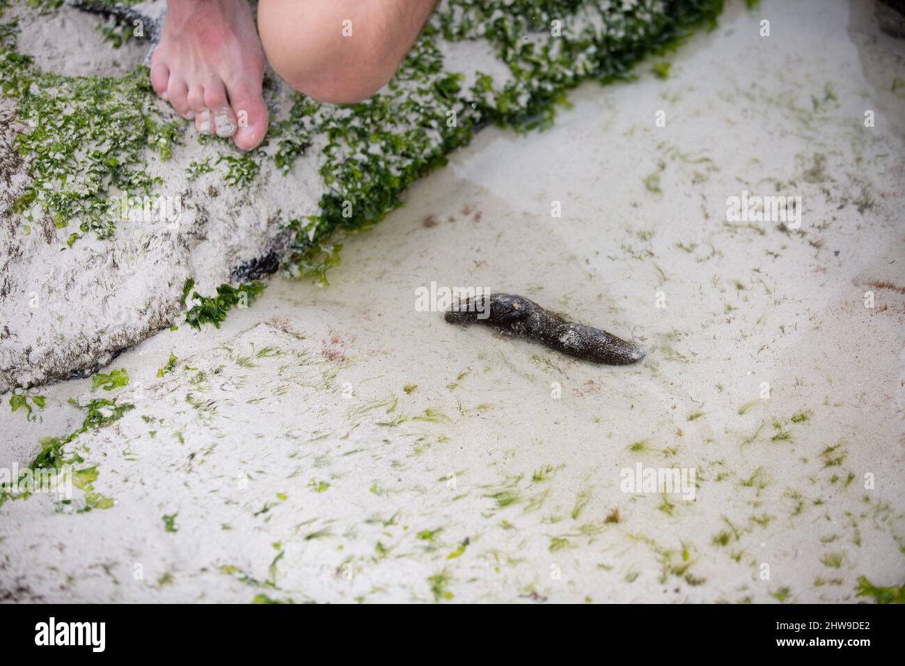 Sea slug rests in tidal pool on beach on Isabela island, Galapagos ...