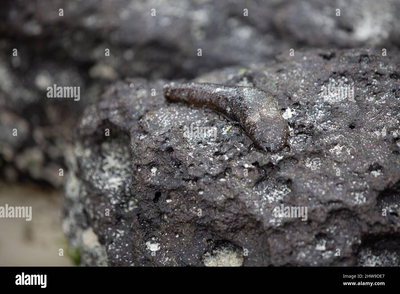 Sea slug rests on a volcanic rock on a beach in Isabela Island ...