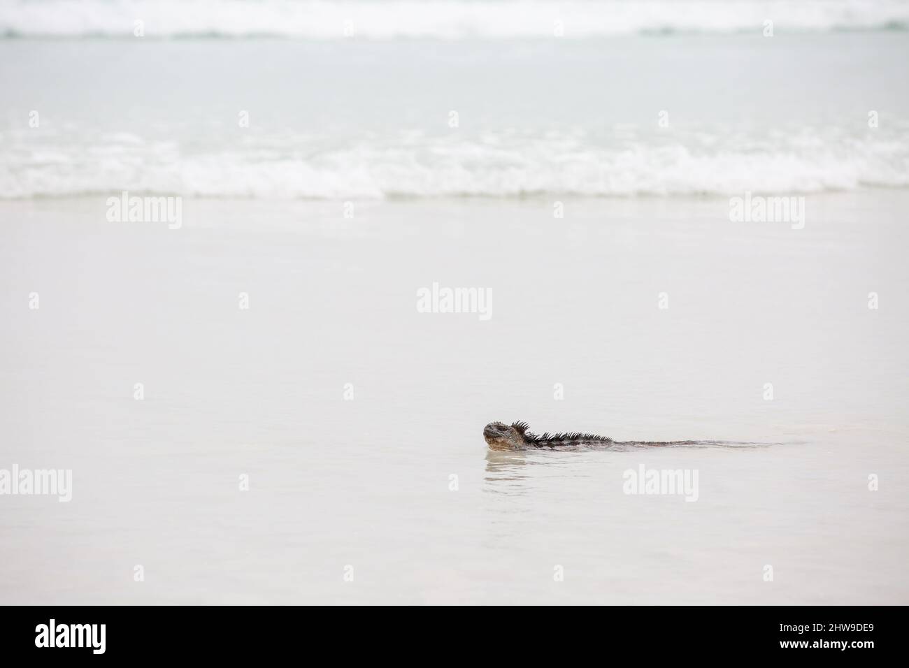 Galapagos marine iguana swimming at the beach on Isabela island ...