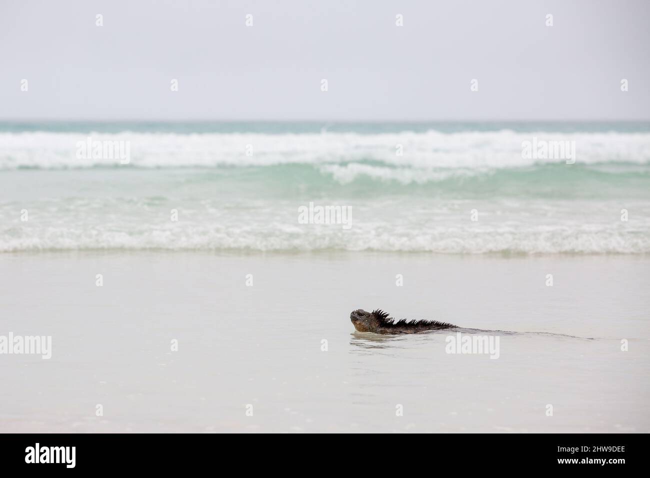 Galapagos marine iguana swimming at the beach on Isabela island ...