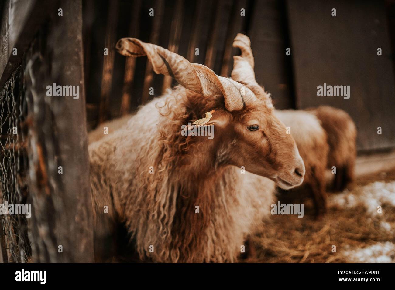 Racka sheep portrait hi-res stock photography and images - Alamy