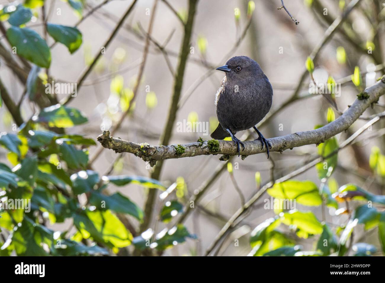 Female common grackle hi-res stock photography and images - Alamy