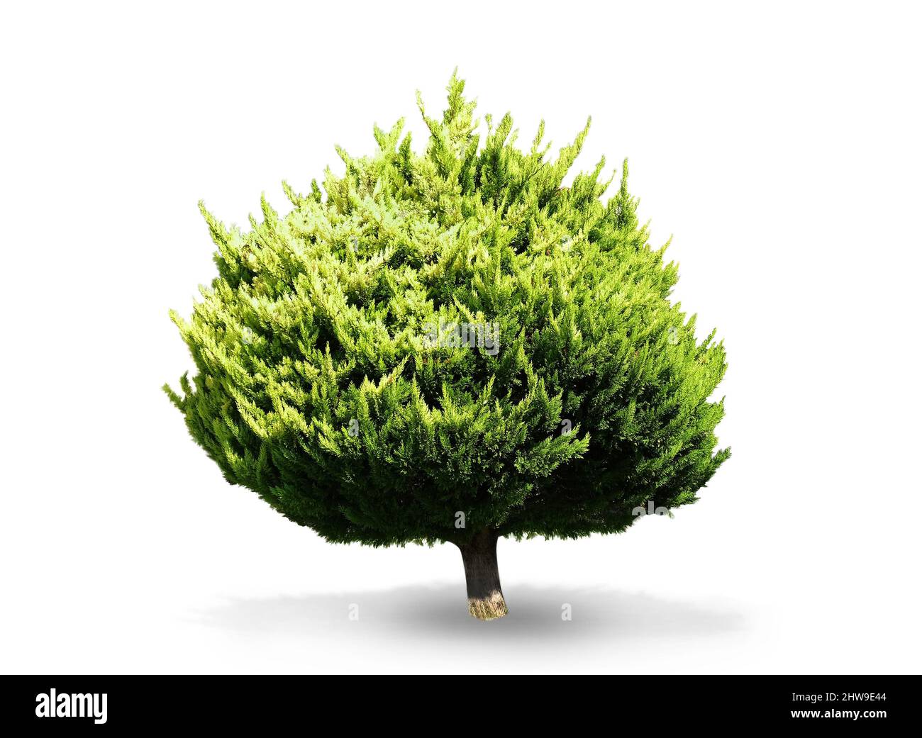 Beautiful evergreen coniferous garden Cut Out Stock Images & Pictures ...
