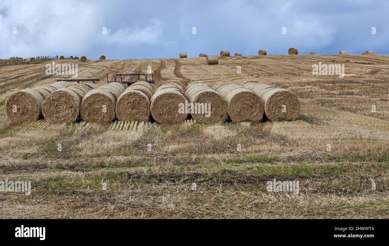 Hay plant hi-res stock photography and images - Alamy