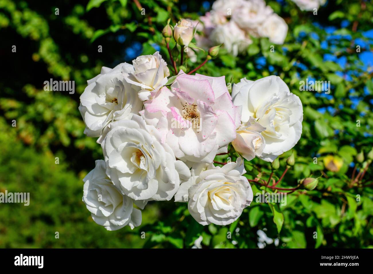 Bush with many delicate white roses in full bloom and green leaves in a ...