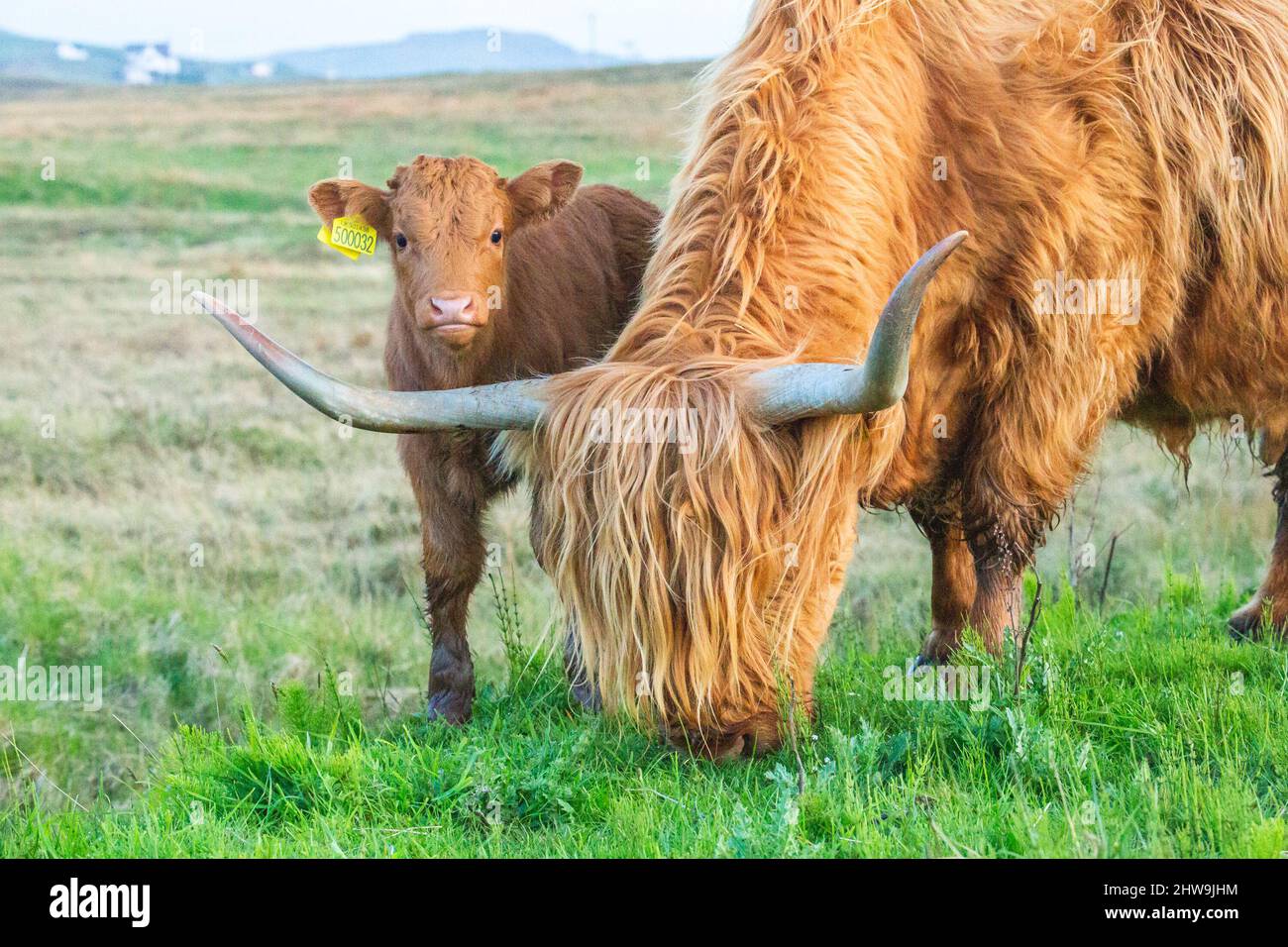 Mother and son scottish highland cow bull in field, Scotland UK Stock ...