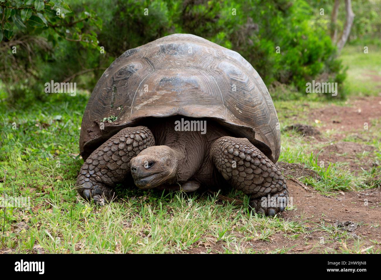 Galapagos Giant Tortoise Stands in mud on Santa Cruz Island, Galapagos ...