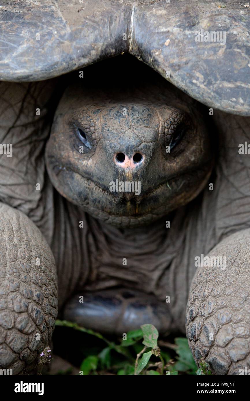 Close up of Galapagos Giant Tortoise face, Santa Cruz Island, Galapagos ...