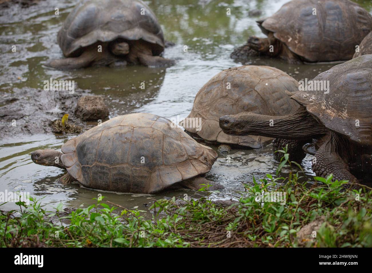 Group of Galapagos Giant Tortoises sit in muddy pool on Santa Cruz ...