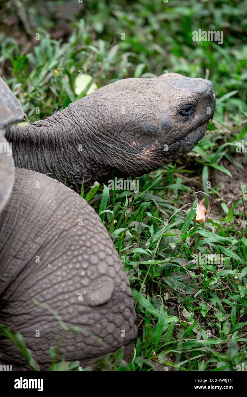 Galápagos giant tortoise head hi-res stock photography and images - Alamy