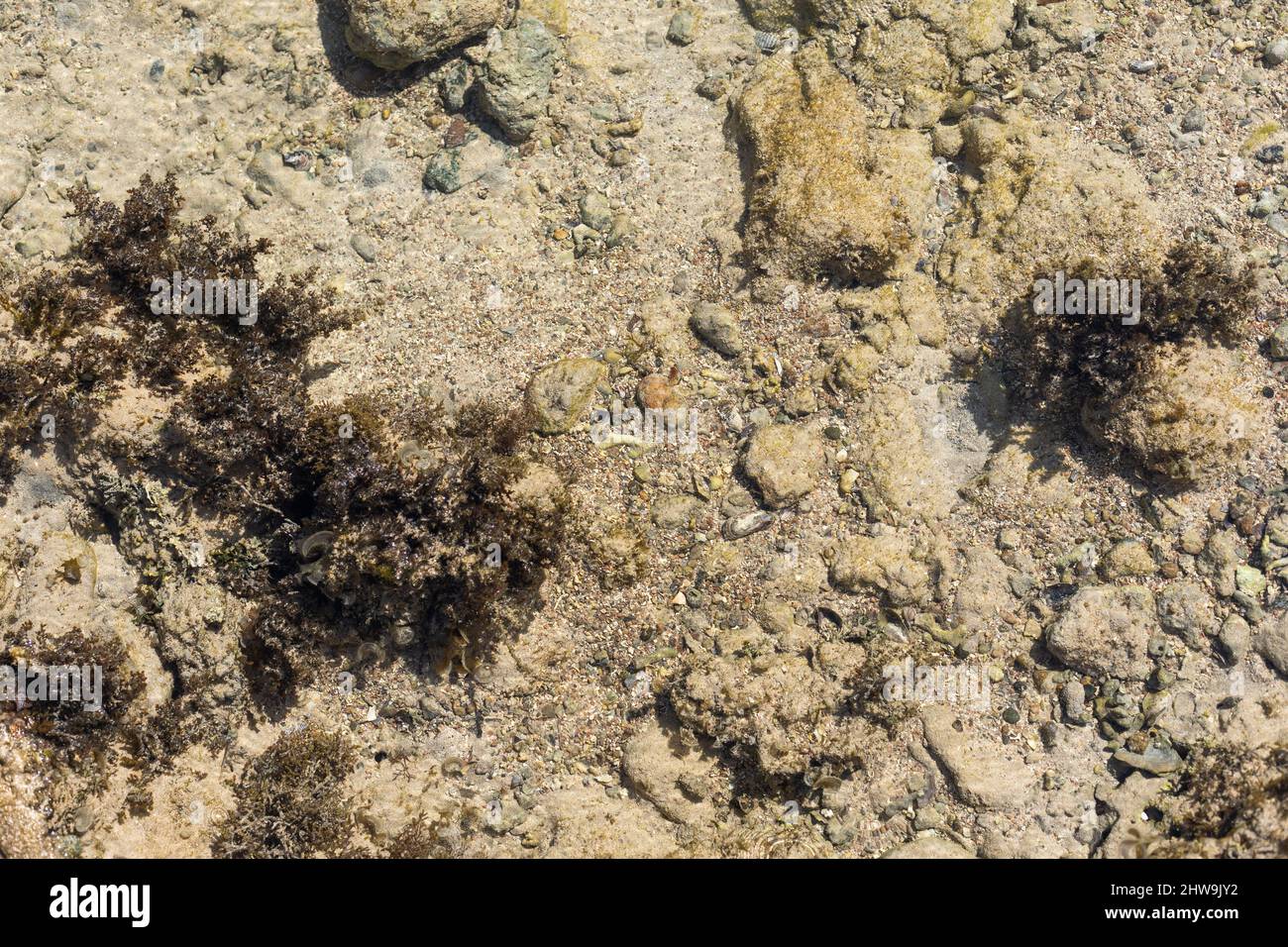 Dead coral on the beach or seashore in grey and brown color. Texture ...