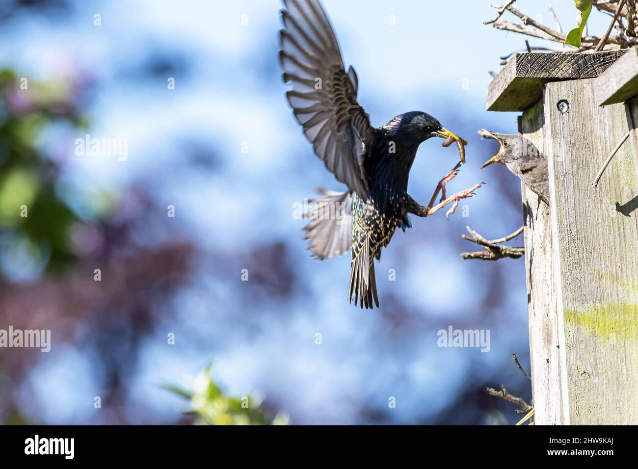 Selective focus shot of a common starling mother flying in and bringing ...