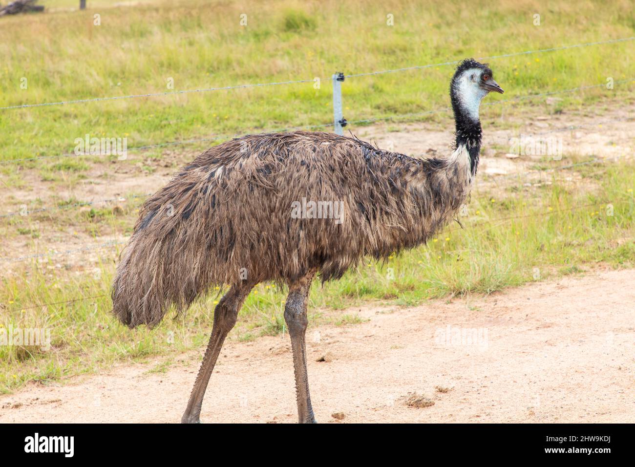 Photograph of a large adult emu on a dirt track in The Central ...