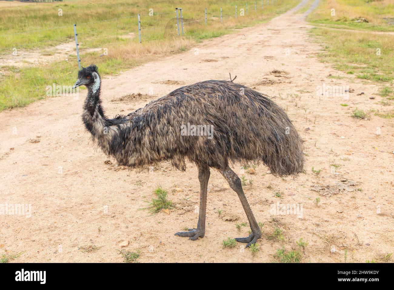 Photograph of a large adult emu on a dirt track in The Central ...