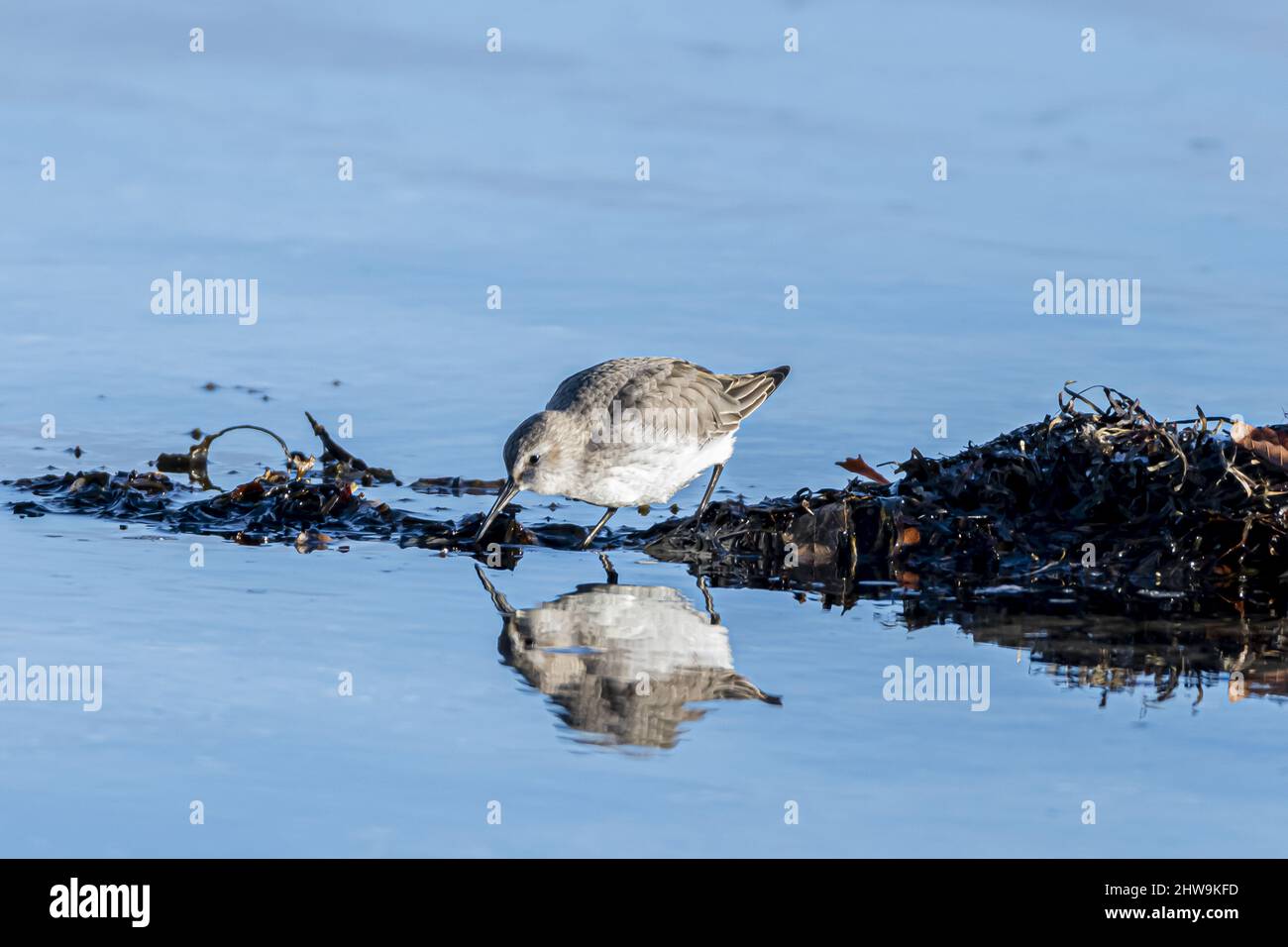 Baby dunlin bird looking for food in the seashore sand Stock Photo - Alamy