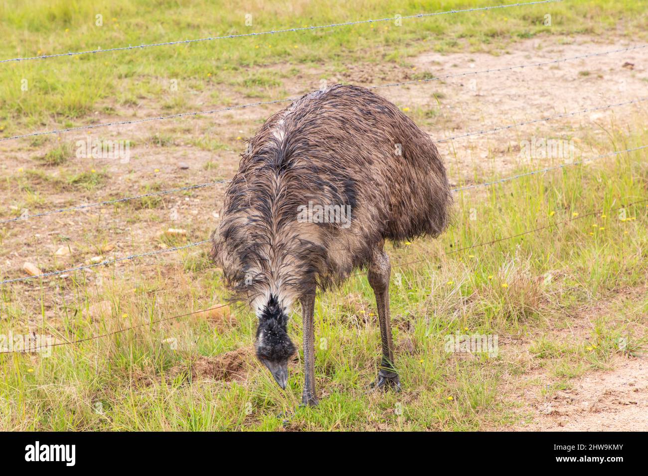 Photograph of a large adult emu on a dirt track in The Central ...