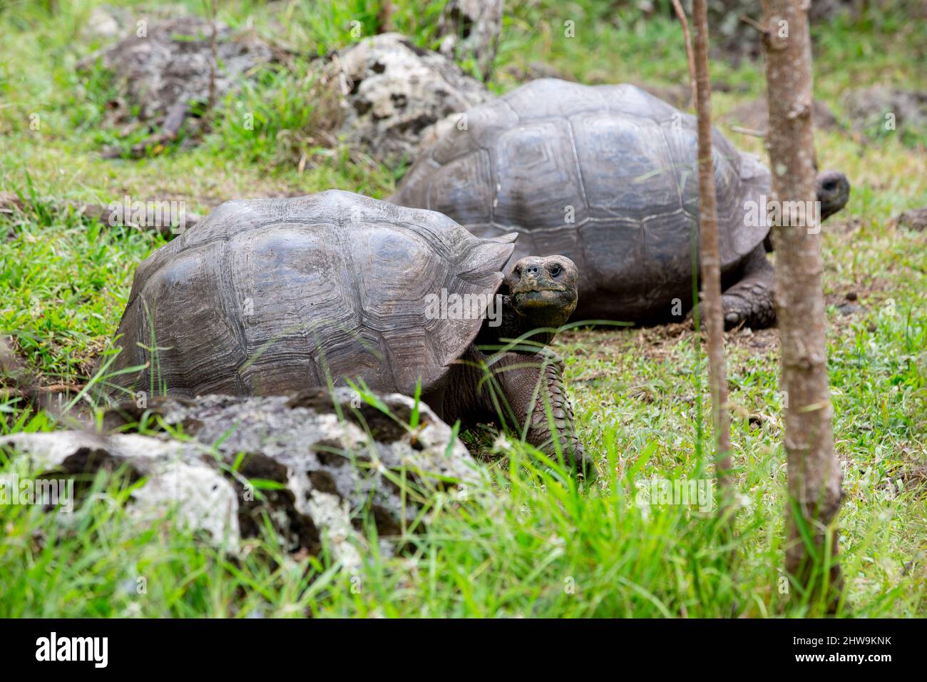 Galapagos Islands Giant Tortoises standing in grass on Santa Cruz ...