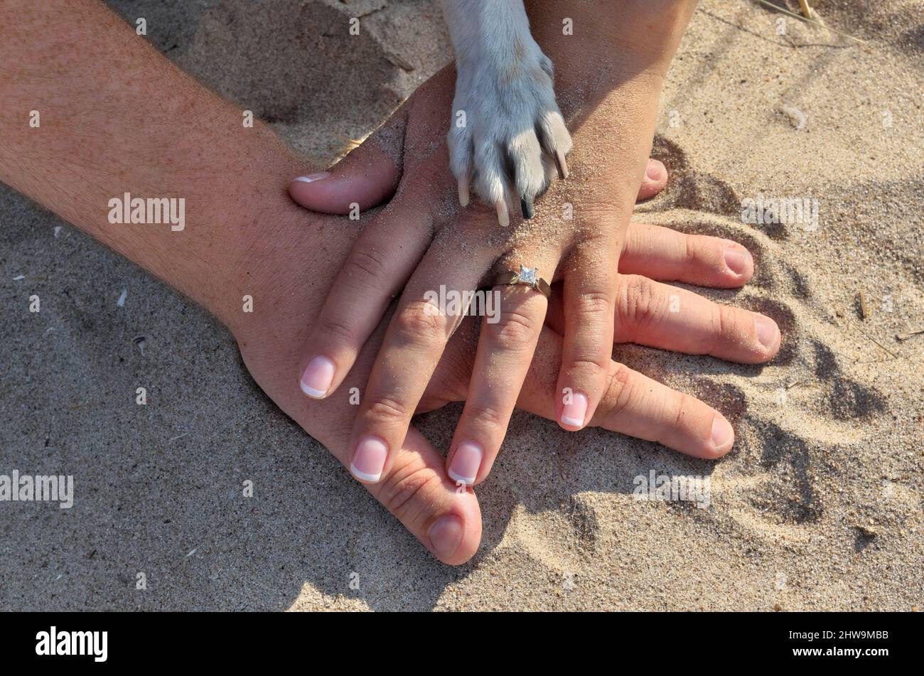Close up of a Dog's Paw resting on top of a Couple's Hands on the beach ...