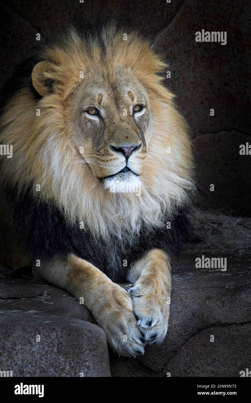 Mresting hi-res stock photography and images - Alamy