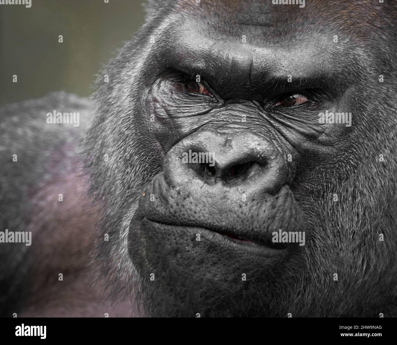Extreme close up of an adult male Western lowland silverback gorilla ...