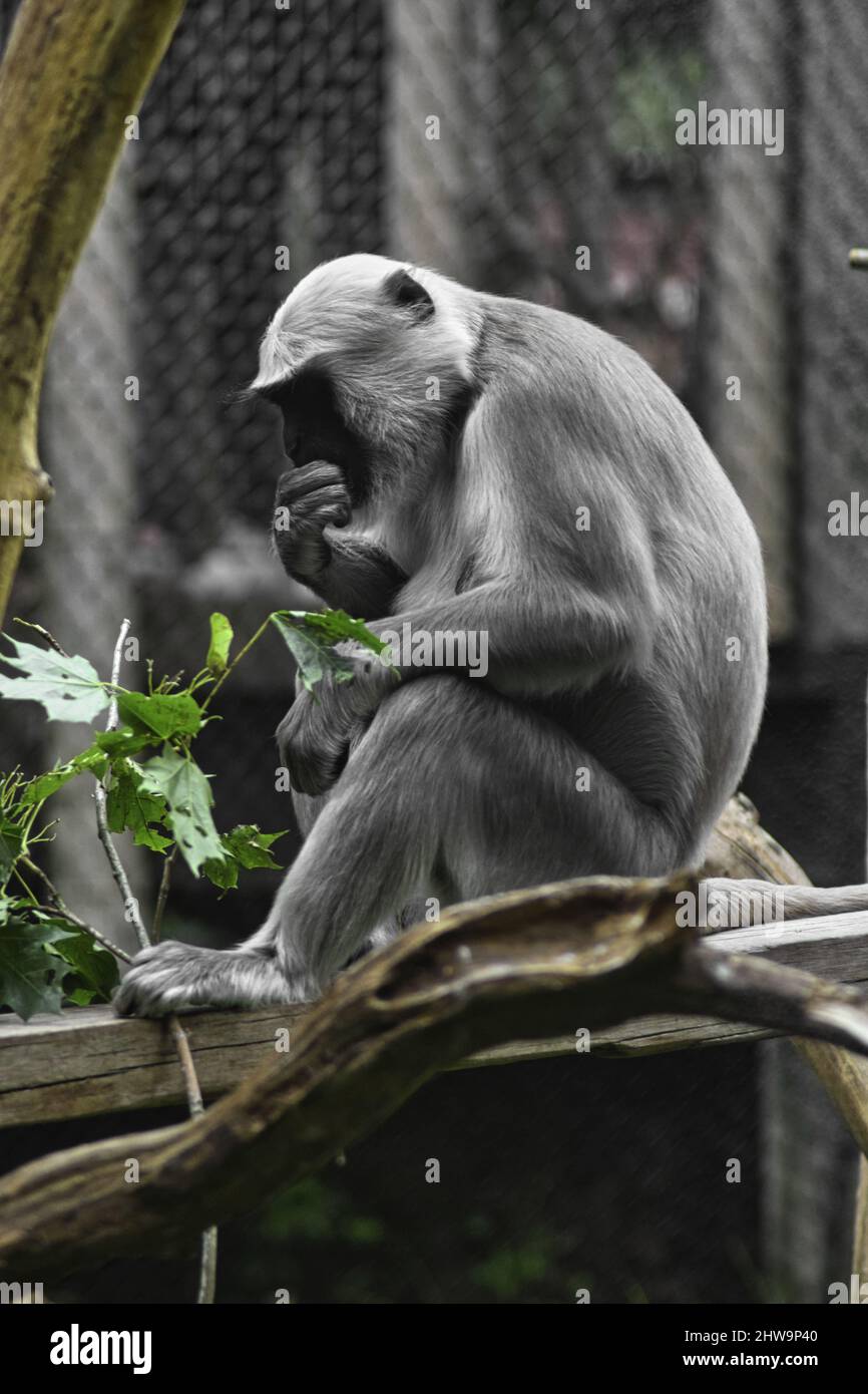 London cage hi-res stock photography and images - Alamy