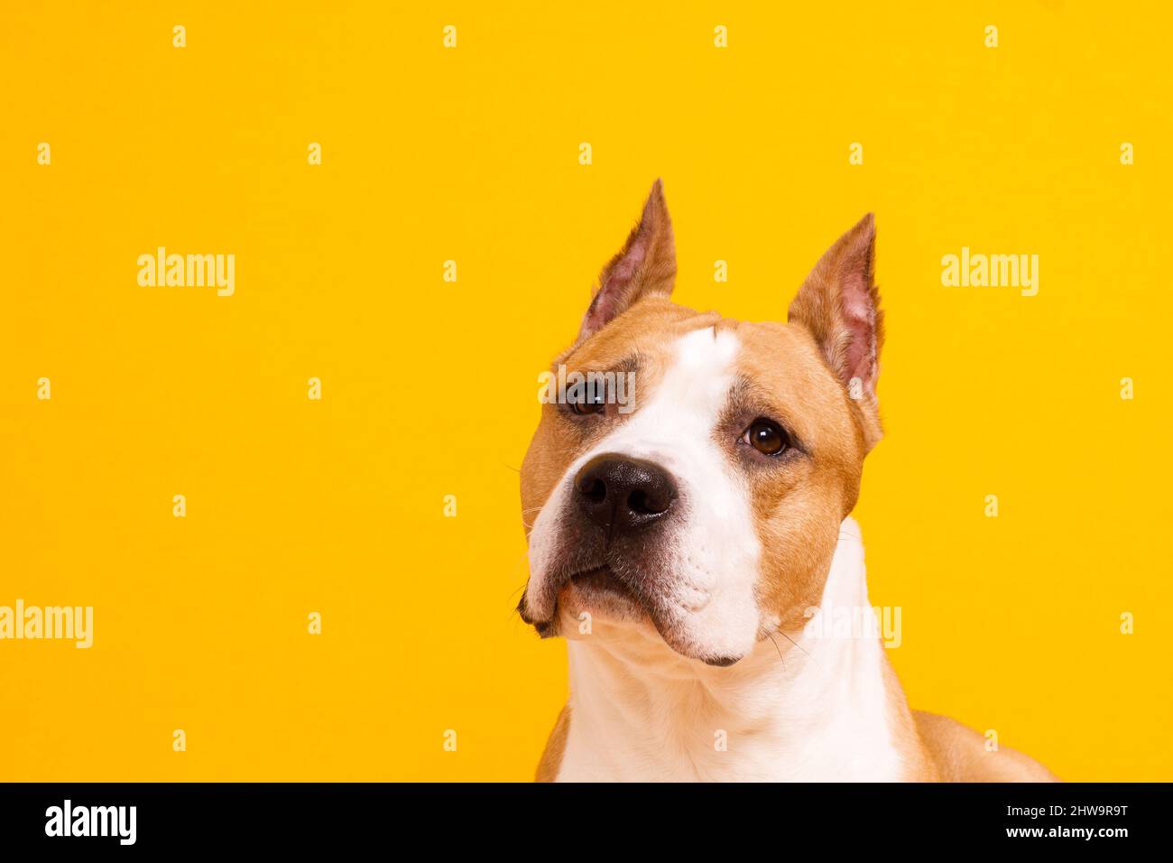 dog American Staffordshire Terrier tilted his head to one side on a ...
