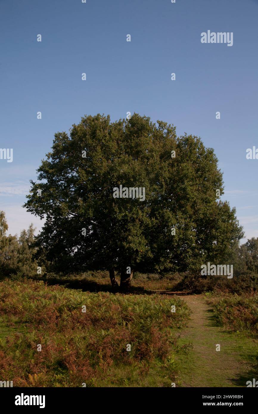 oak tree headley heath north downs surrey england Stock Photo - Alamy