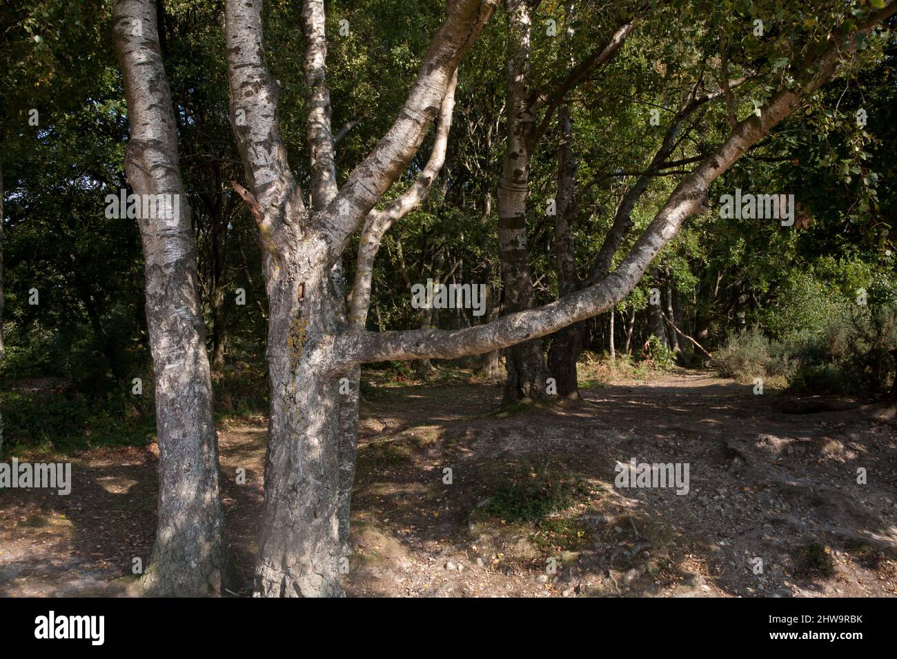 Silver birch tree summer hi-res stock photography and images - Alamy