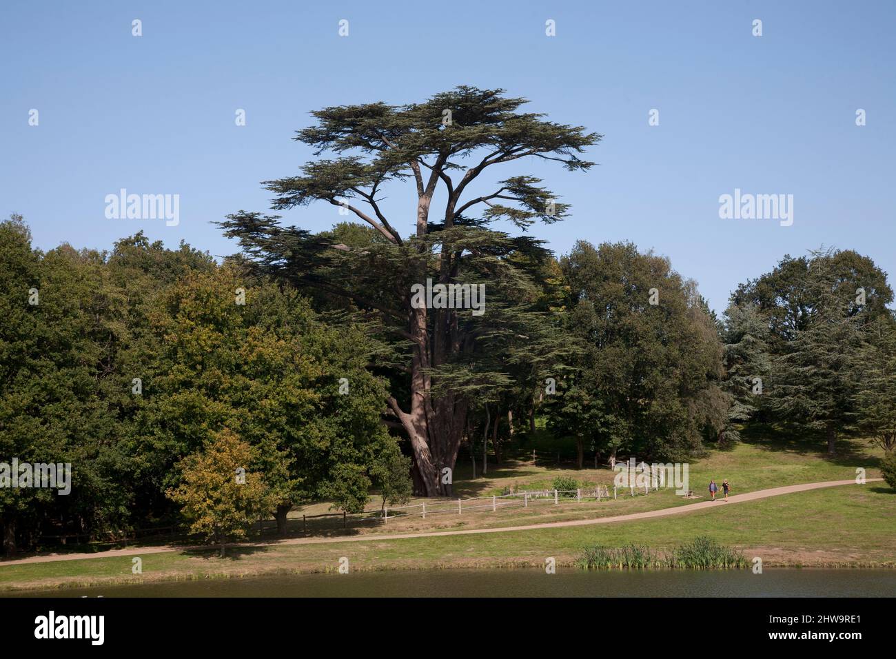 great cedar painshill park cobham surrey england Stock Photo - Alamy