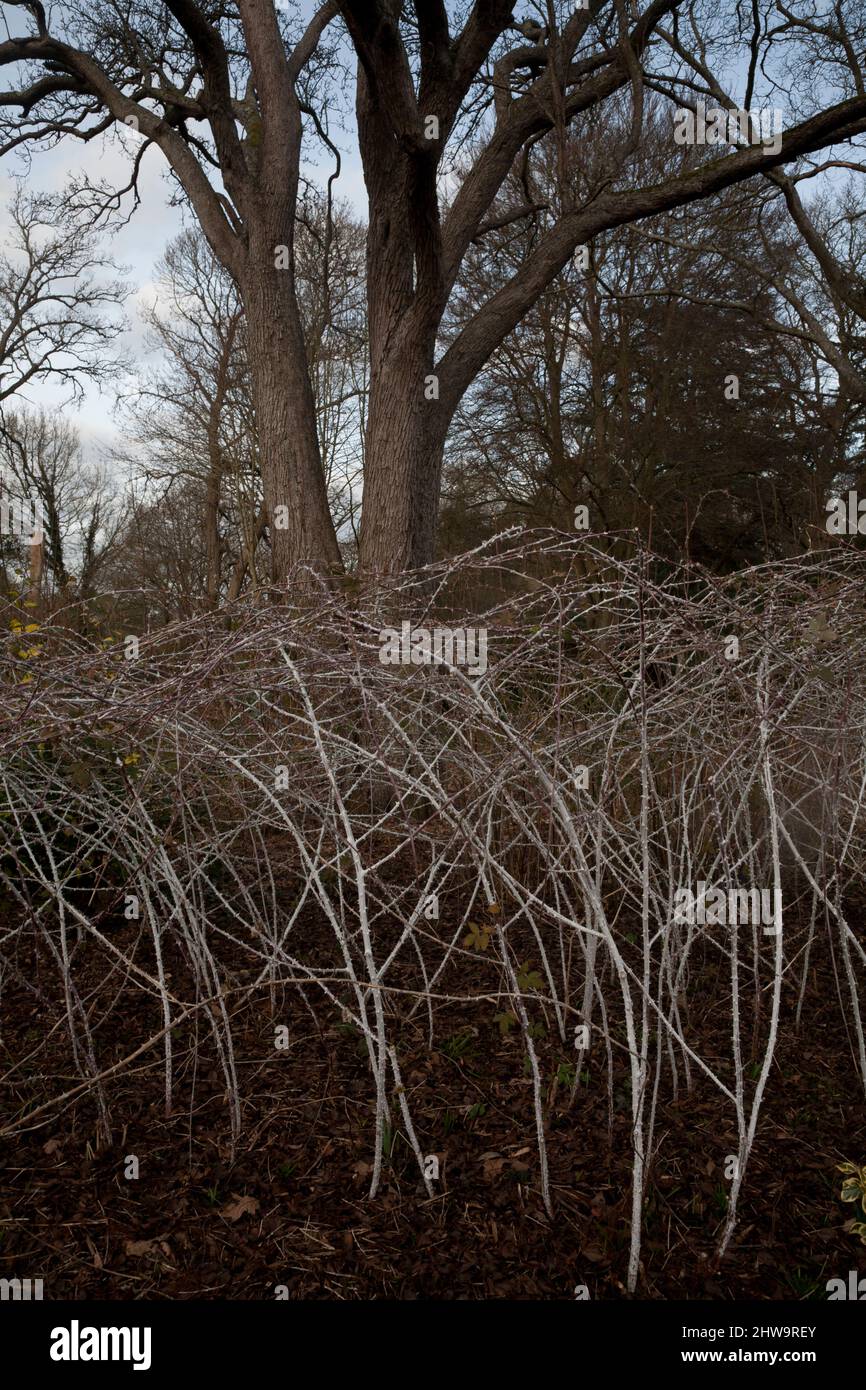 Rubus biflorus hi-res stock photography and images - Alamy