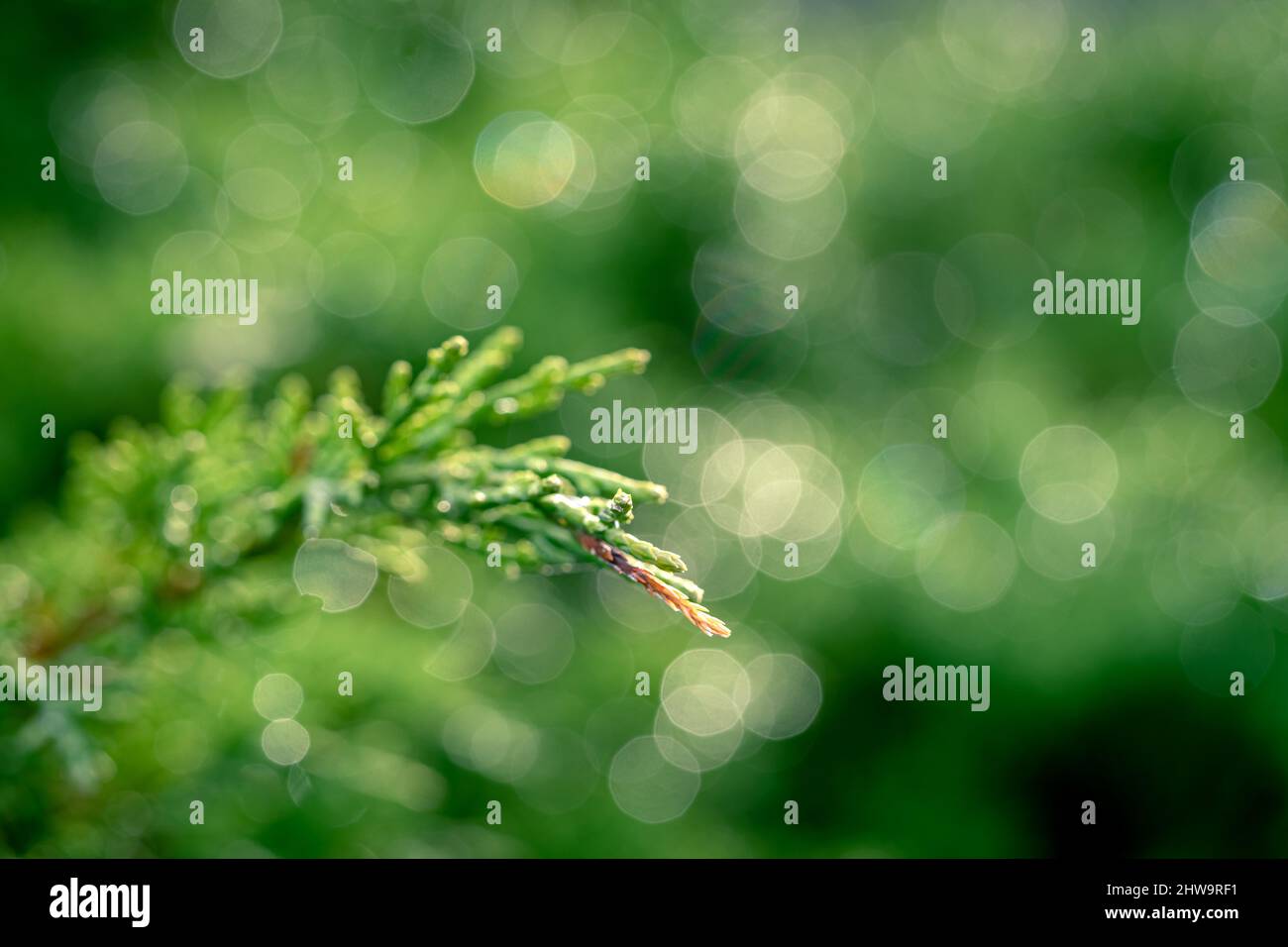 Pine tree with morning dew on the twig, abstract natural backgrounds ...