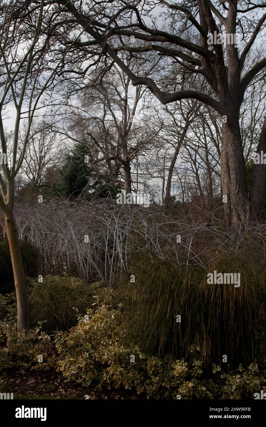 Rubus biflorus hi-res stock photography and images - Alamy