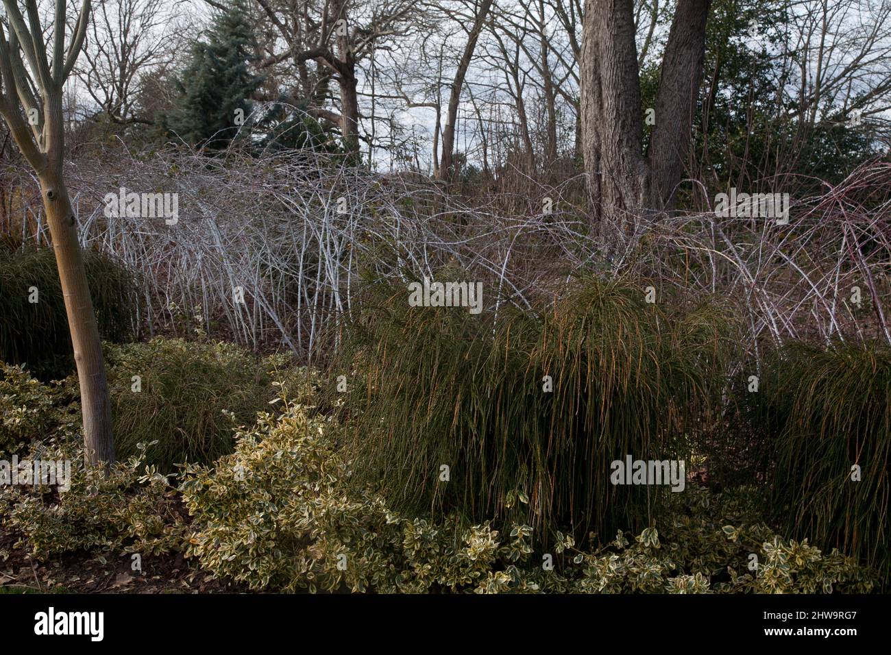 Rubus biflorus hi-res stock photography and images - Alamy