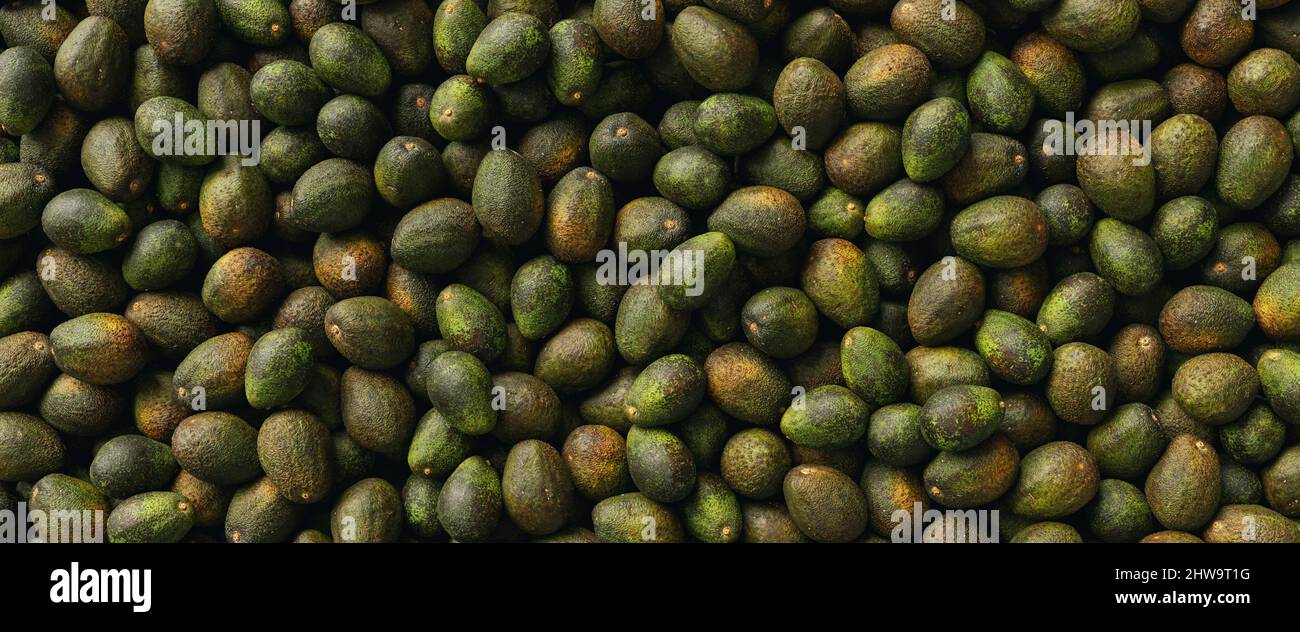 Many ripe avocados as a fruit background texture panorama, banner size ...