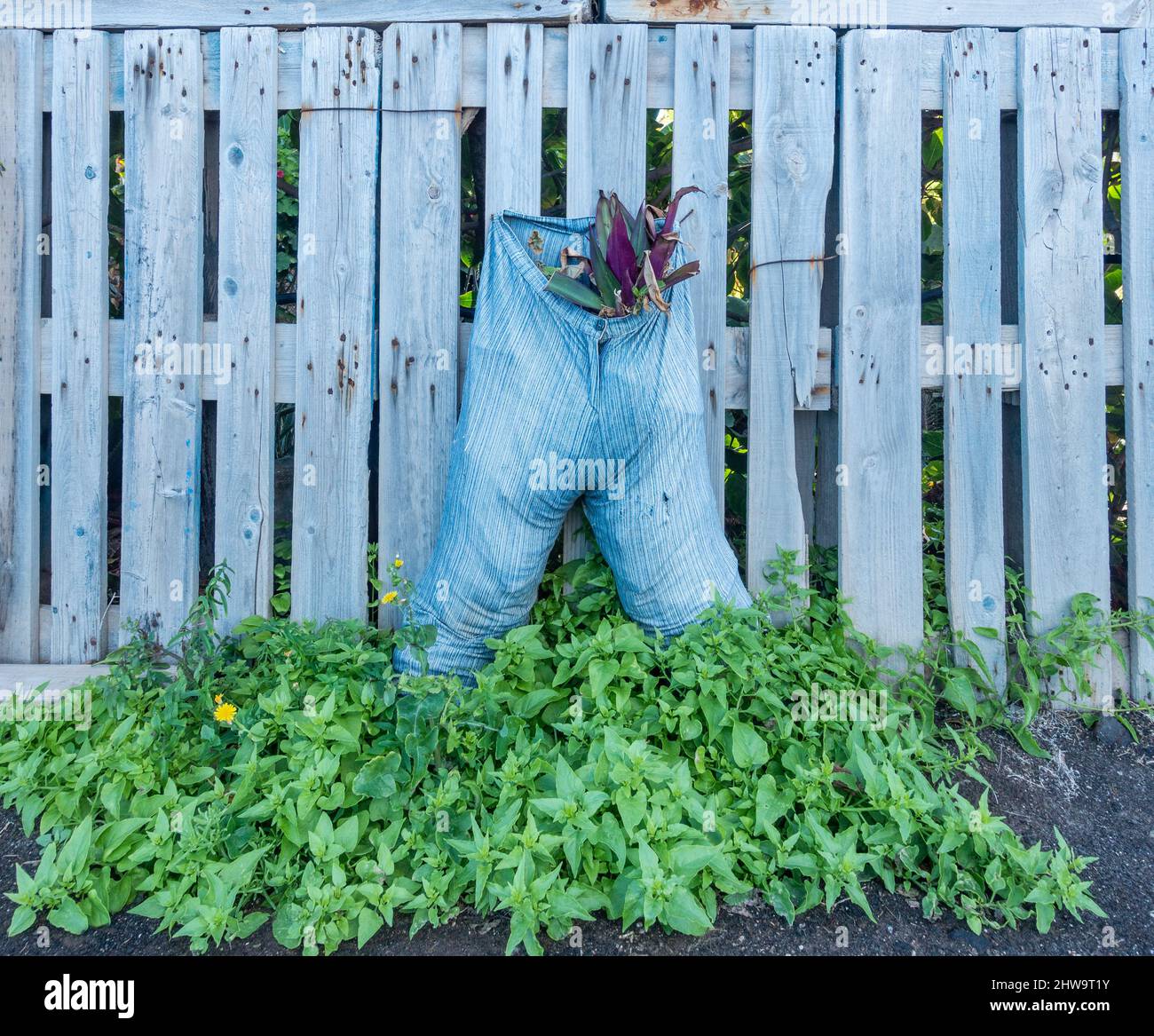 Old denim jeans used as plant containers in garden. Unusual garden ...