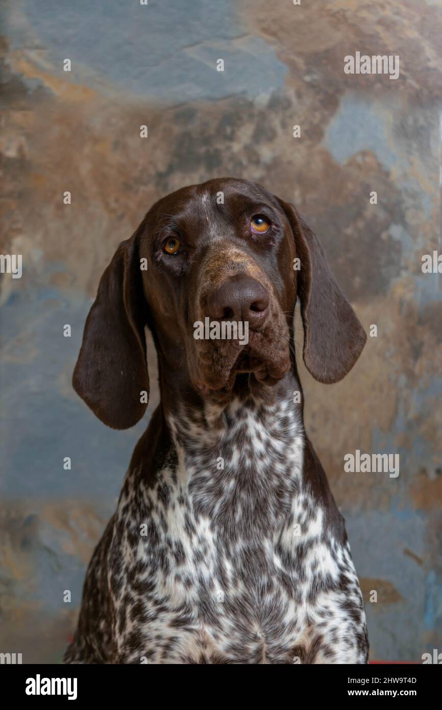 Vertical portrait of a German braco dog looking up against the wall ...