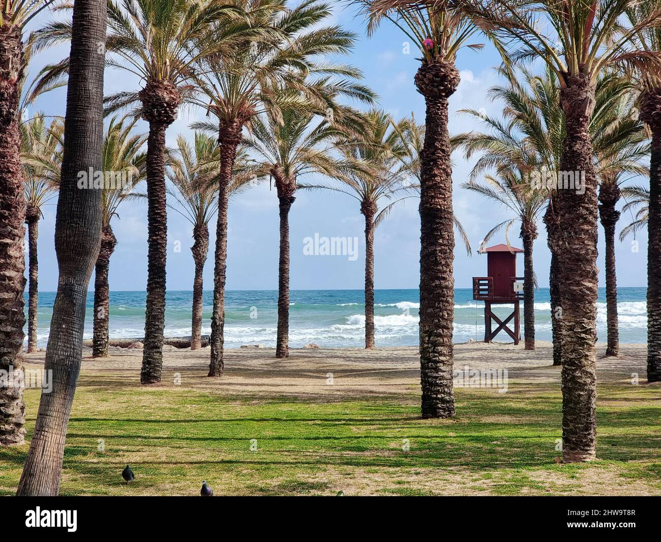 View of tropical palm trees planted on the beach and the wavy ocean ...
