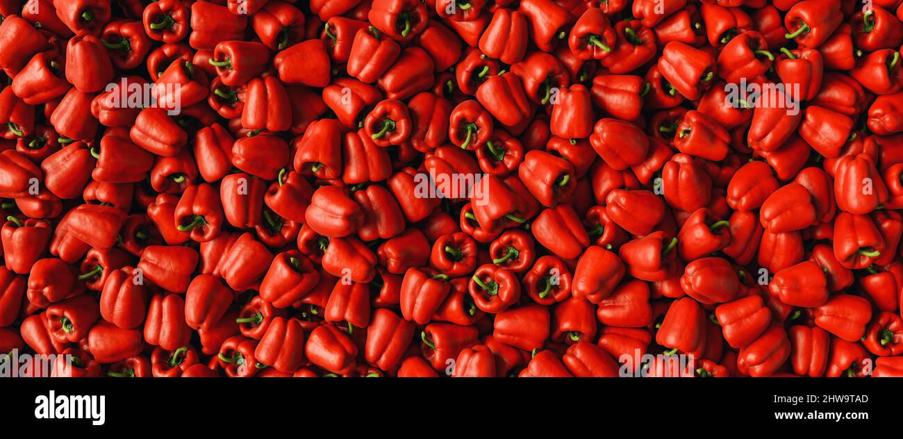 Lots of ripe fresh red paprika peppers bells as a background texture ...