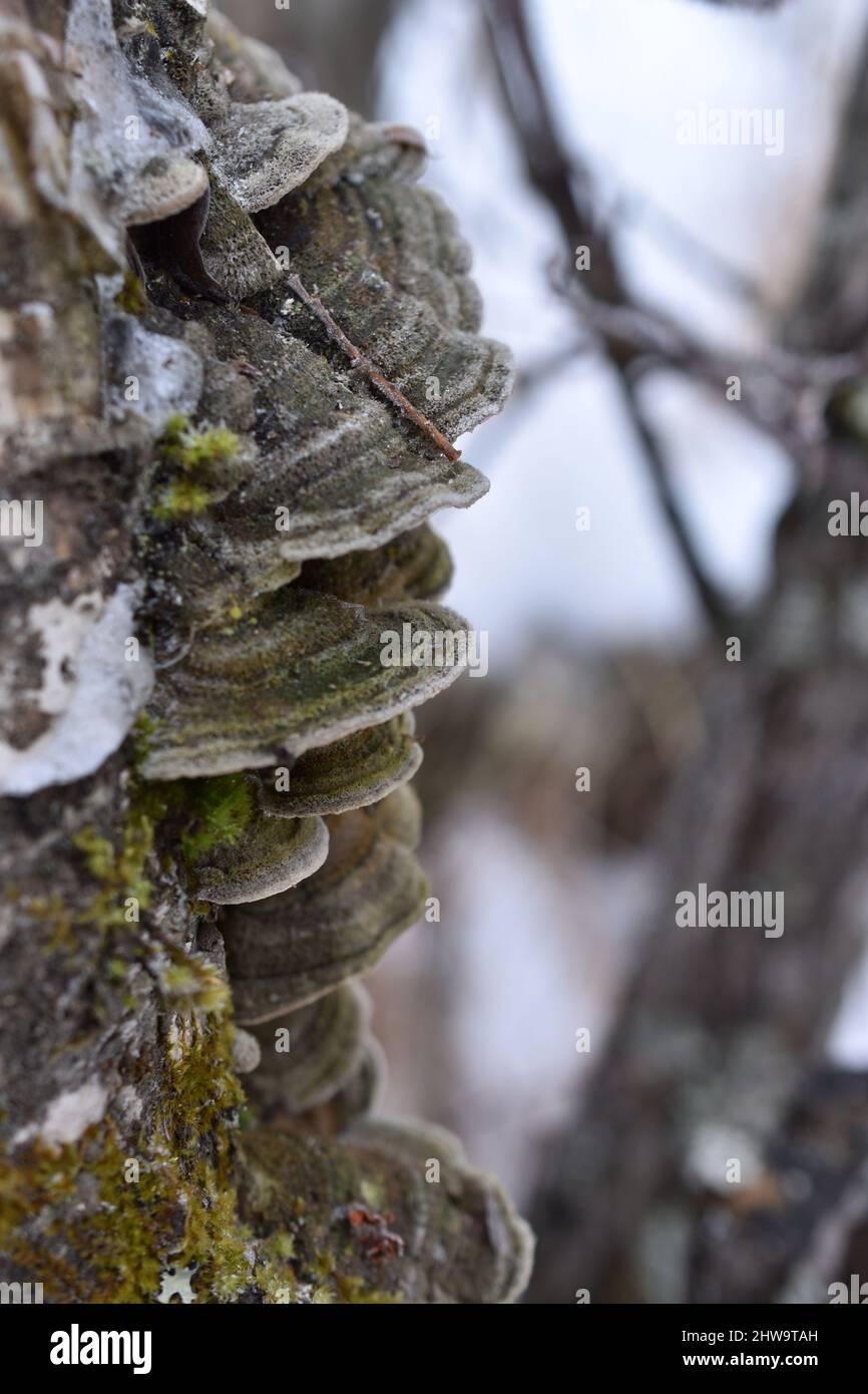 Birch chaga hi-res stock photography and images - Alamy