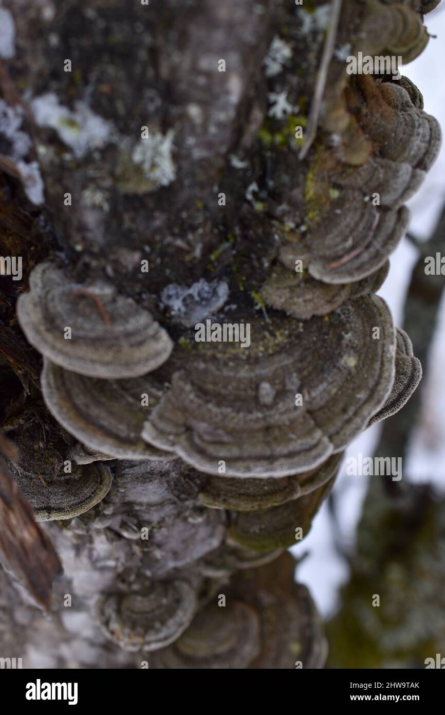 Birch mushroom hi-res stock photography and images - Alamy